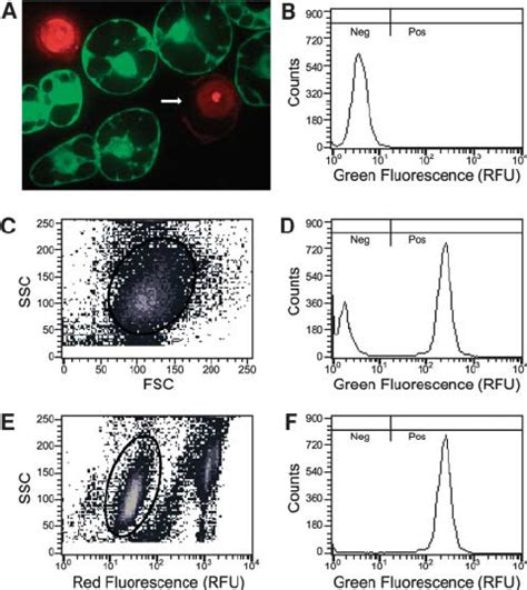 Propidium Iodide Staining Of Protoplast Preparations Im Proves Flow