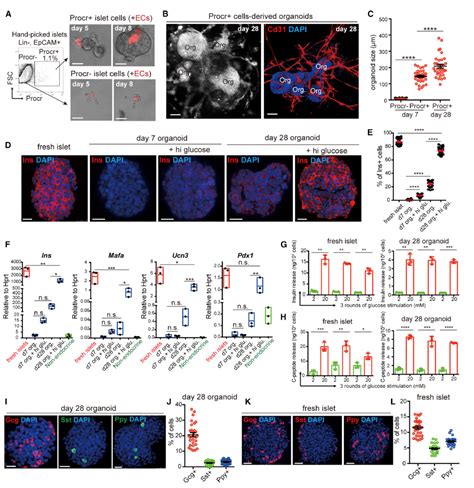 单细胞测序应用｜cell重磅：胰岛也有干细胞 知乎