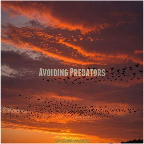 Bird Behavior Migration Patterns Natures Sky High Mystery Revealed