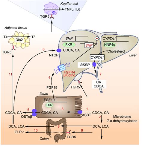 JNK Mediated Destruction Of Bile Acid Homeostasis Promotes Intrahepatic