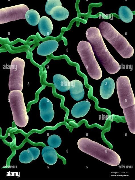 Coloured Scanning Electron Micrograph Sem Of Photocomposite Of The