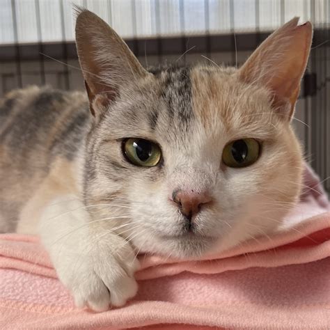 保護猫シェルター幸せのかぎしっぽ