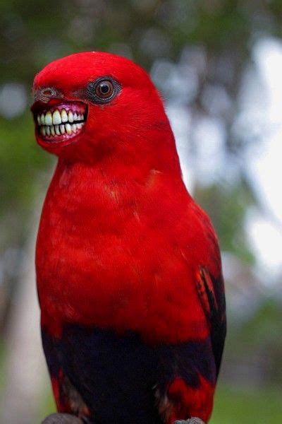 Beakless Bird