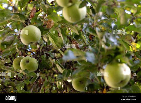 Green Apple Tree Fruit Colour Color Healthy Eating Stock Photo Alamy