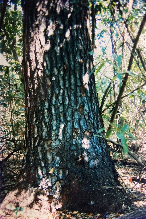 Swietenia Macrophylla Trees Of Costa Ricas Pacific Slope