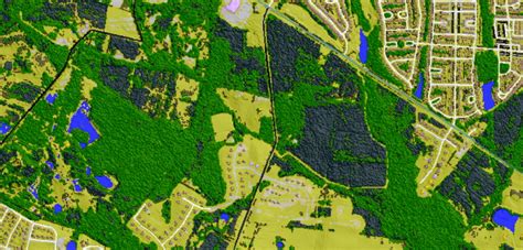 Trees Coniferous Vs Deciduous Tree Classification Virginia Usa