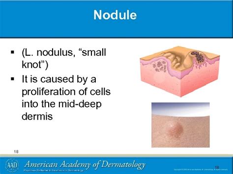 Morphology How To Describe What You See Basic