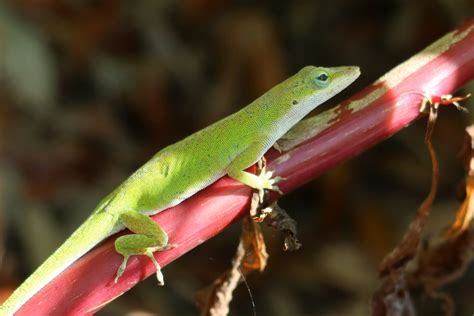 Green Anole Care Guide Housing Diet Facts Reptile Craze