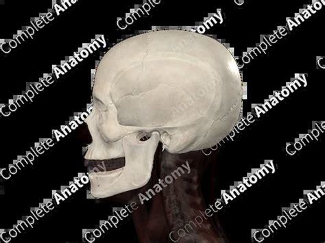 Bones Of Cranium Complete Anatomy