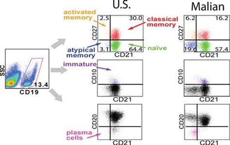 Atypical Memory B Cells Are Greatly Expanded In Individuals Living In A