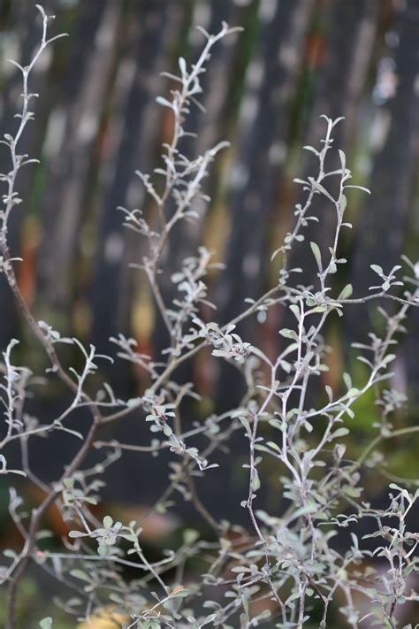 Corokia Cotoneaster Antons Dwarf Cistus Nursery