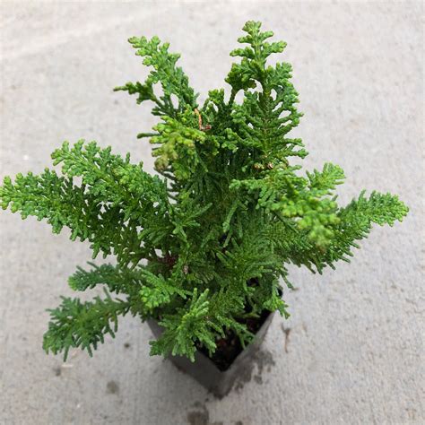Chamaecyparis Obtusa Filicoides Compacta