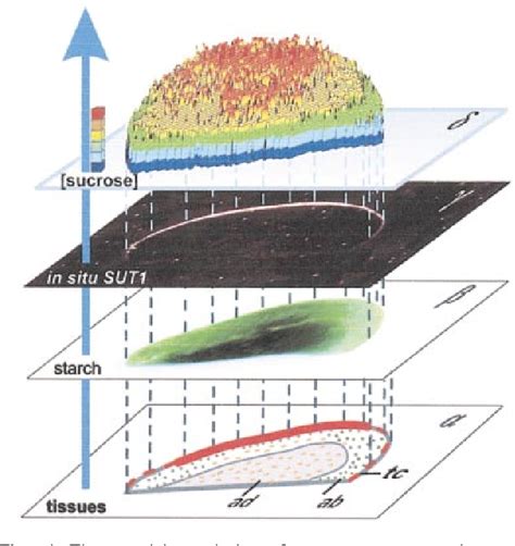 Starch Biosynthetic Process Semantic Scholar