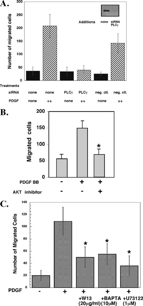 Pdgf Dependent Cell Migration Requires Intracellular Calcium Cam And