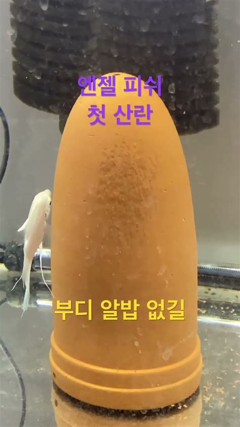 엔젤 피쉬의 산란 ㅎ 첫 산란이라서 알밥 가능성이 높지만 ㅎ 열대어는 아쿠아프렌즈 ㅎ 밴드에서 아쿠아프렌즈를 검색하세요 열대어 구피 고정구피 Youtube