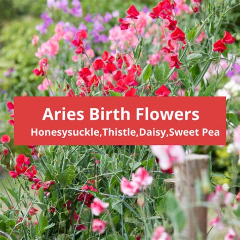 Aries Birth Flower Daisyand Sweet Pea Zodiac Flower Symbolism