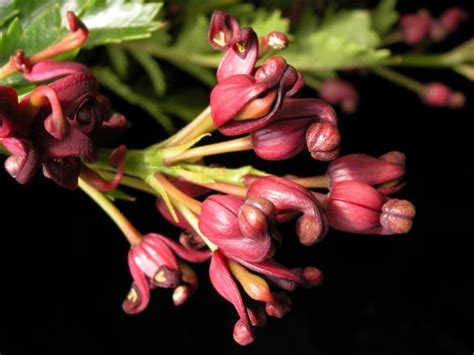 Ancient Clonal Tree Kings Lomatia Excites Scientists In Tasmanias