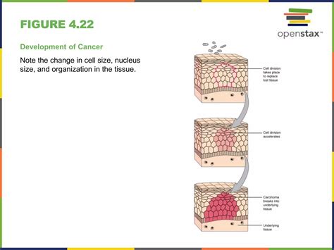 Open Stax Anatomy Physiology Ch04 PPT