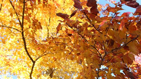 День вчителя 2023 яка історія свята дата і коли святкують Lifestyle 24