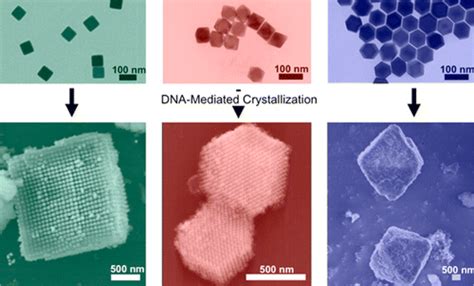 Programming Colloidal Crystal Habit With Anisotropic Nanoparticle Building Blocks And Dna Bonds