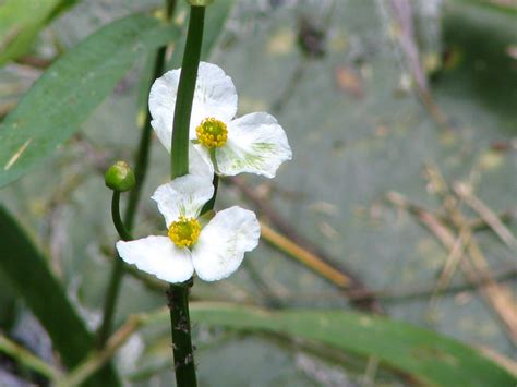 北海道そのへんの花 オモダカ科 オモダカ Sagittaria trifolia