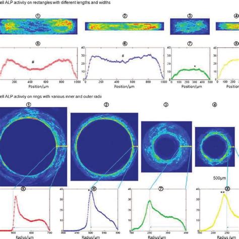 Cell Differentiation Maps And Cell Morphology A Image Processing For
