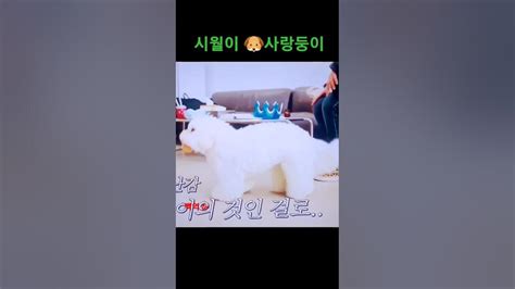 임영웅 반려견 시월이 사랑둥이 귀욤뽀짝 뿜뿜 🐶🐶🐶 Youtube