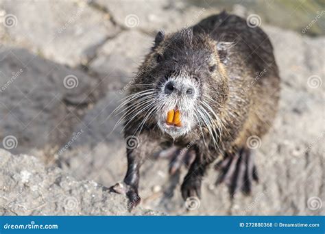 Nutria Teeth
