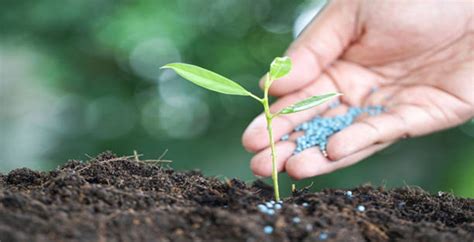 Best Fertilizer And Plant Food For Magnolia Trees Embracegardening