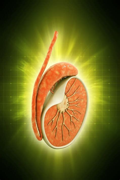 3d Rendered Cross Section Of Testicles Isolated On Color Background