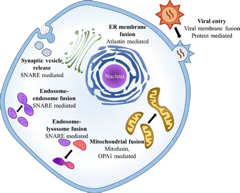 Various Types Of Homotypic And Heterotypic Fusion In Biology Download