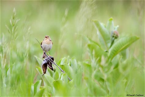 Grasshopper Sparrow