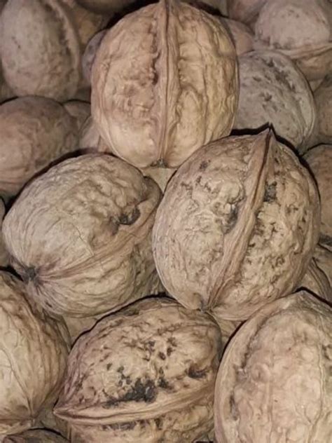 Kashmiri Organic Walnuts At Rs 550 Kg Organic Walnuts In Pali ID
