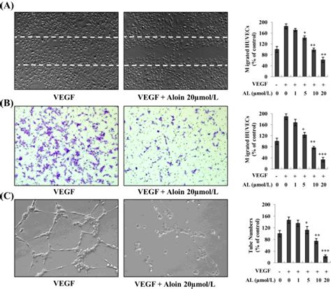 Effect Of Al On Vegf Induced Endothelial Migration Invasion And Tube