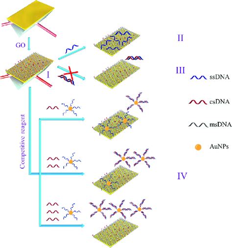 Scheme 1 Schematic Illustration Of The Procedure For Ssdna Detection Download Scientific