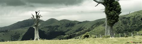 Ghost Tree 4K Wallpaper Download