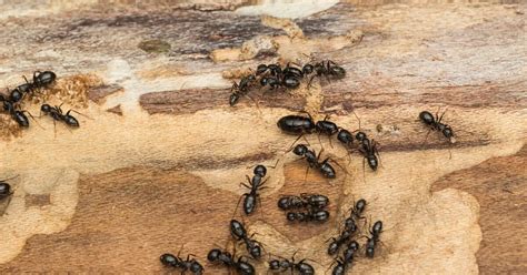 Winged Carpenter Ants