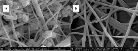 A FE SEM Tests Of The Unmodified Sample Containing Aggregates B FE SEM Download Scientific