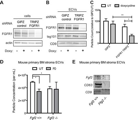 Figures And Data In Fgf2 Fgfr1 Signaling Regulates Release Of Leukemia