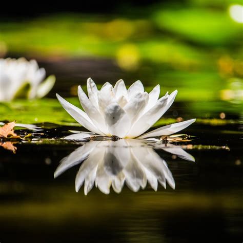 Lotus Beauty Spa And Salon New Beauty Spa Lampasas Texas