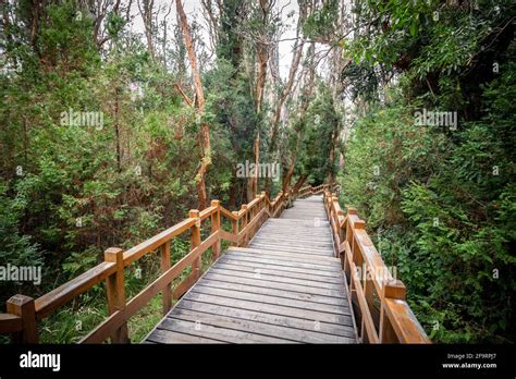 Escaliers de la promenade de la forêt d Arrayanes sur l île Victoria