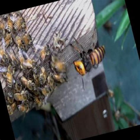 Project Yolov Roboflow Universe Project Yolov Roboflow Universe