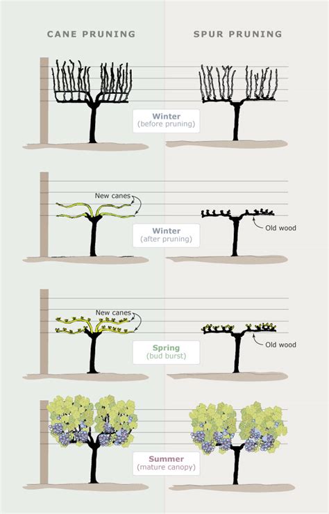 Cane And Spur Pruning Viticulture Te Ara Encyclopedia Of New Zealand