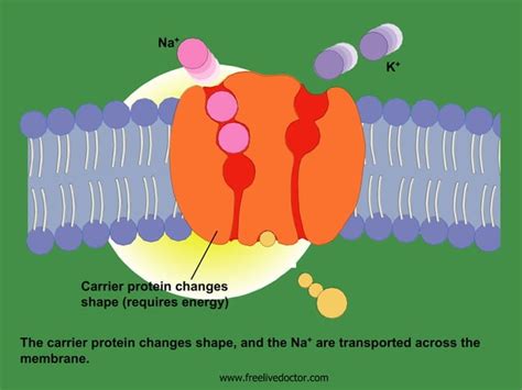 Membrane Transportandmembrane Potential Ppt