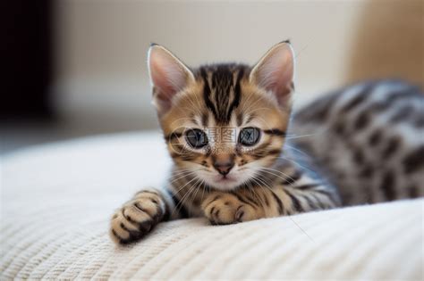 床上可爱的小猫高清图片下载 正版图片600346802 摄图网