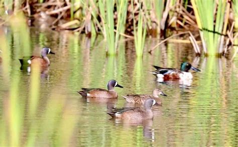Ducks Migrate From The Us To The Wetlands Of San Cristóbal Chiapas