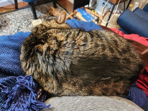 Kitty Approved Wip Rweaving