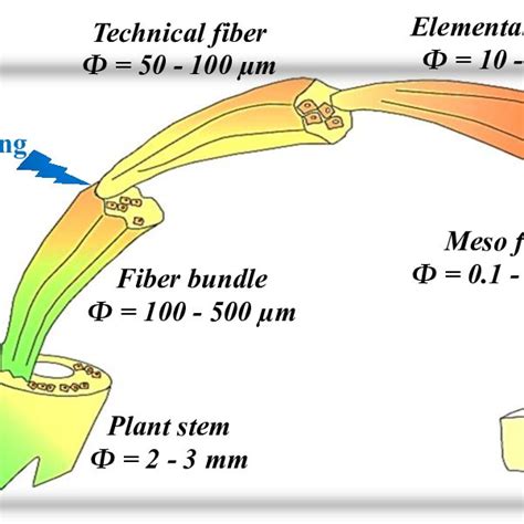 Schematic Depiction Of The Multiscale Plant Fiber Structure 26