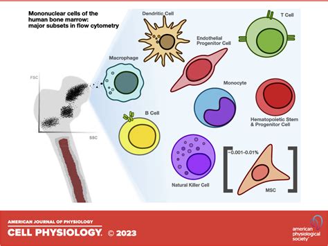 Review Cellularity In Bone Marrow Autografts For Bone And Fracture