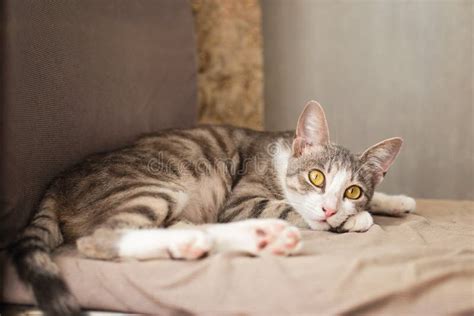Cute Lazy Tabby Cat Sleeping Peacefully Indoors Stock Image Image Of Felino Striped